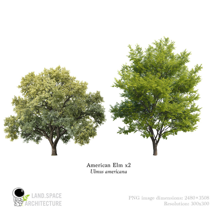 High-Resolution Cutout PNG Trees – LandSpace Architecture
