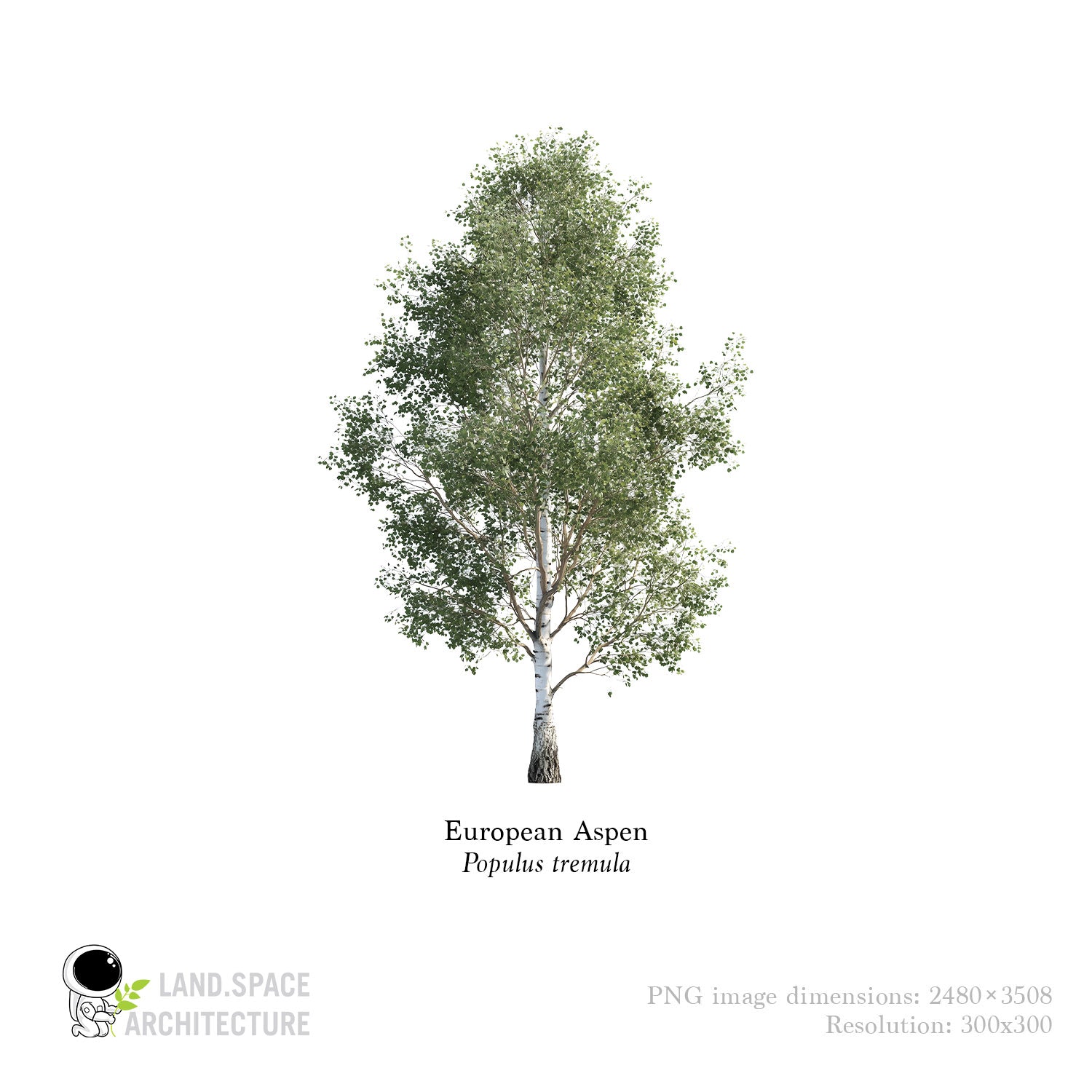 High-Resolution Cutout PNG Trees – LandSpace Architecture