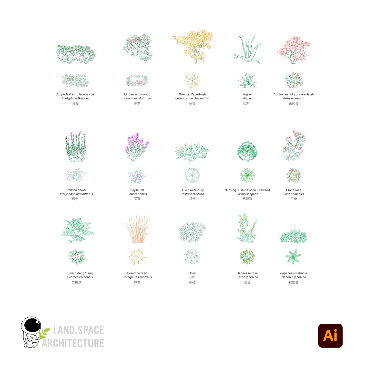 Vector Plants Top View and Elevations with Common and Scientific Names ...