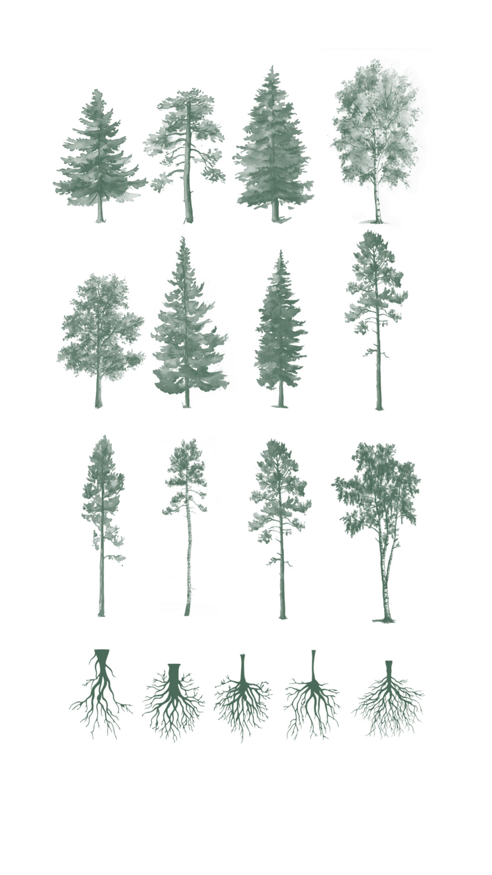 Watercolor Procreate Tree Brushes – Landscape Architecture